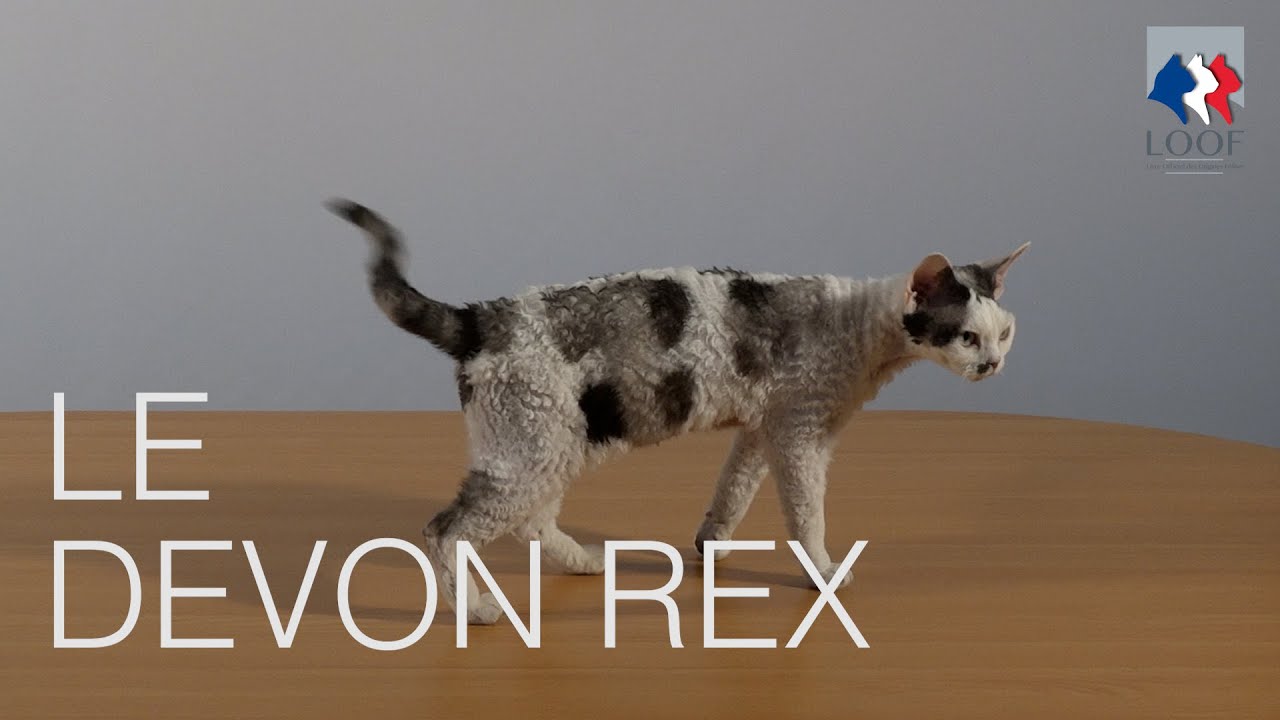 Tutocat - Devon Rex - YouTube