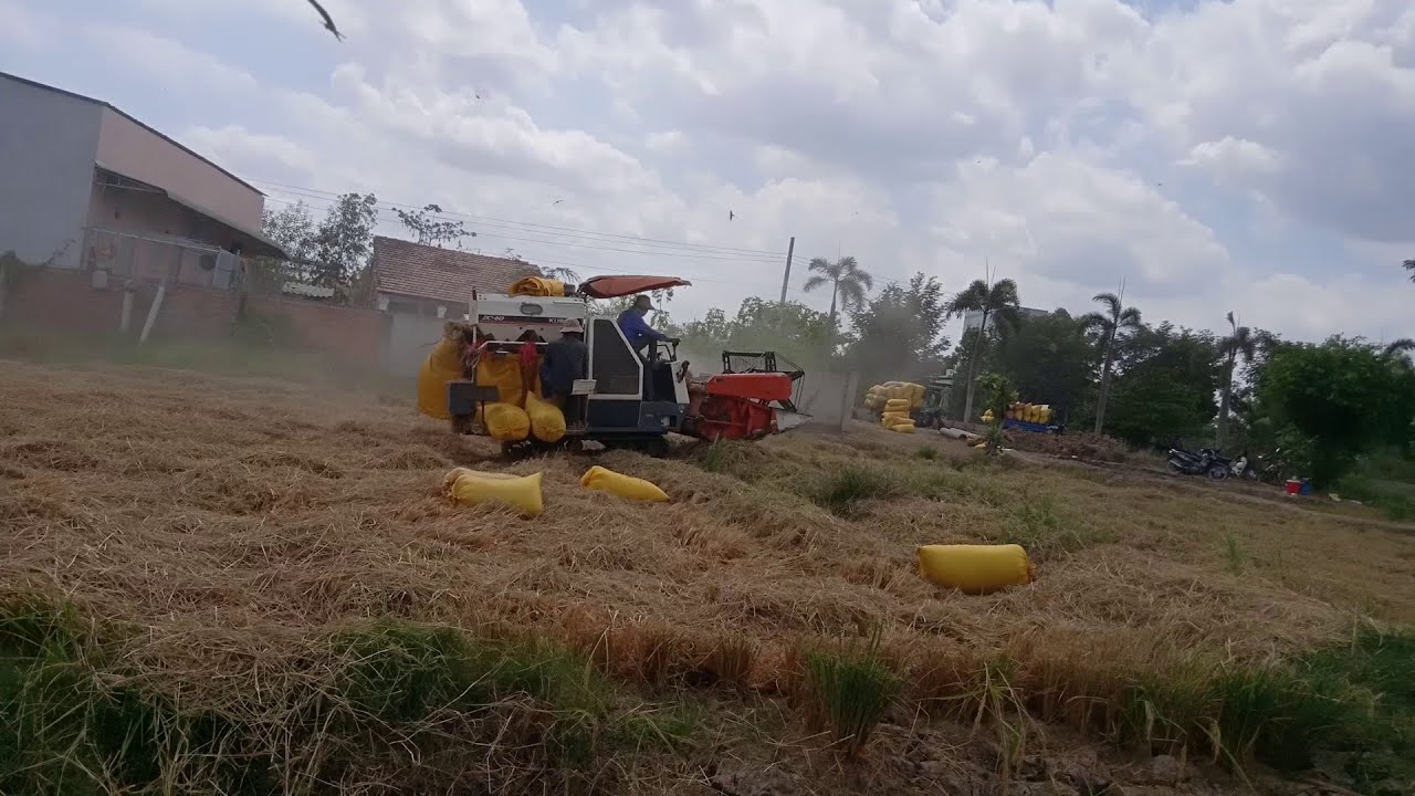 Pong lúa miền tây - YouTube