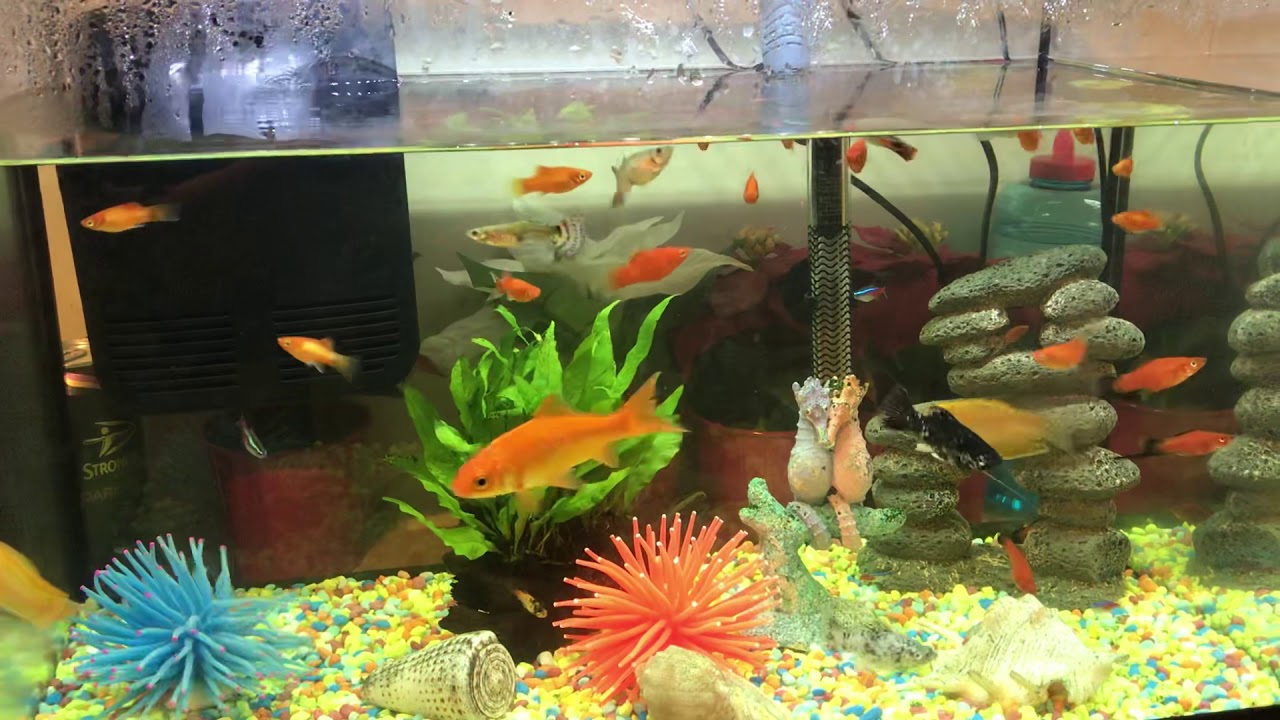 Marina 10G LED Fish tank - YouTube