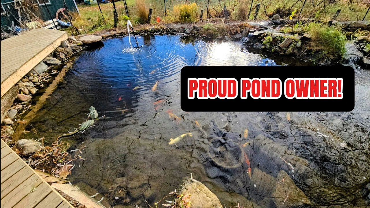 😍 PROUD POND OWNER! SO PROUD OF THIS POND! 👌🤩 #proud #ponds #owner ...
