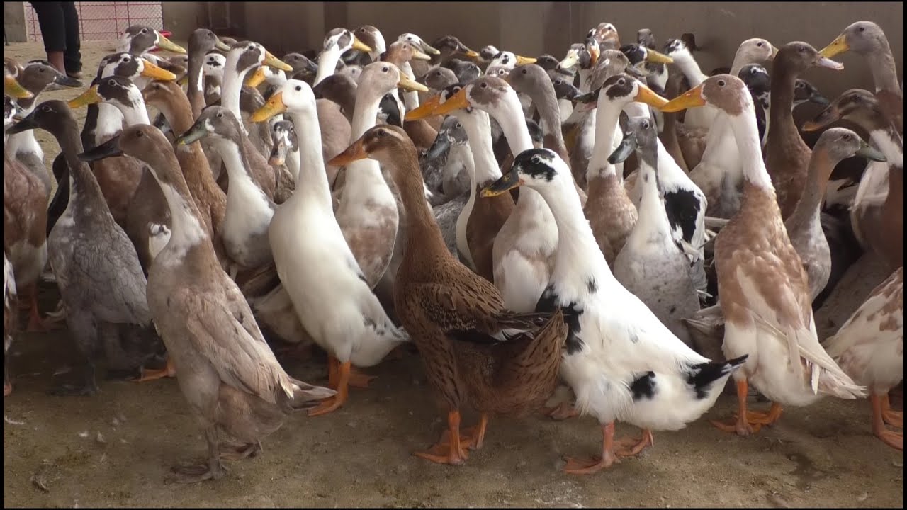 Indian Runner Duck Farm For Eggs - Best Investment To Earn Money - YouTube