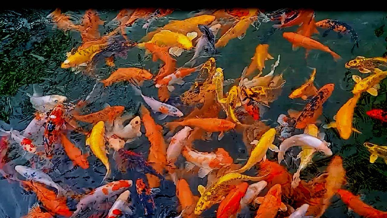 How to feed color fish in mini fish pond | koi fish in mini pond ...