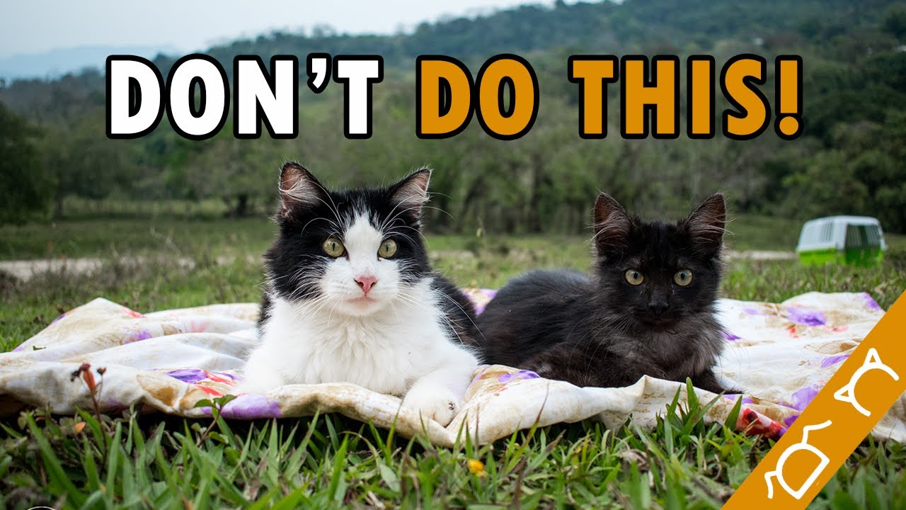 10 Things You Must Never Do To Your Cat - YouTube