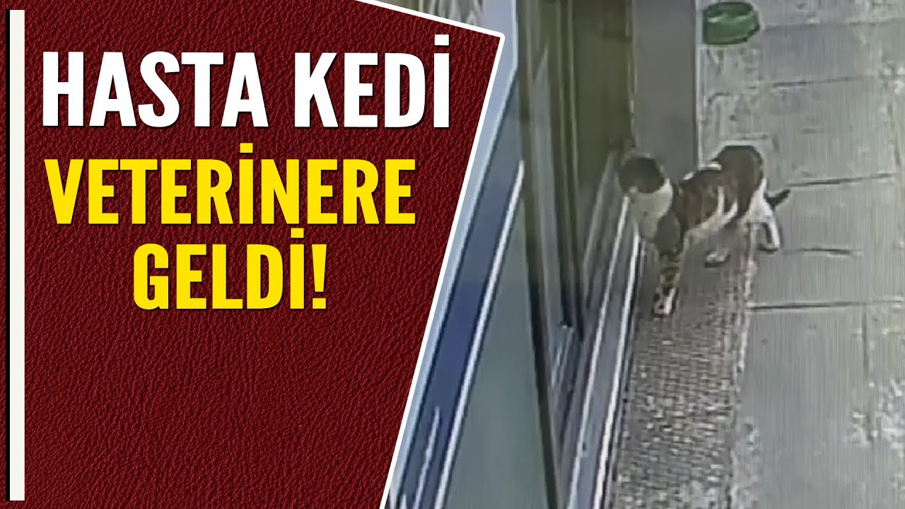 HASTA KEDİ VETERİNERE GELDİ! - YouTube