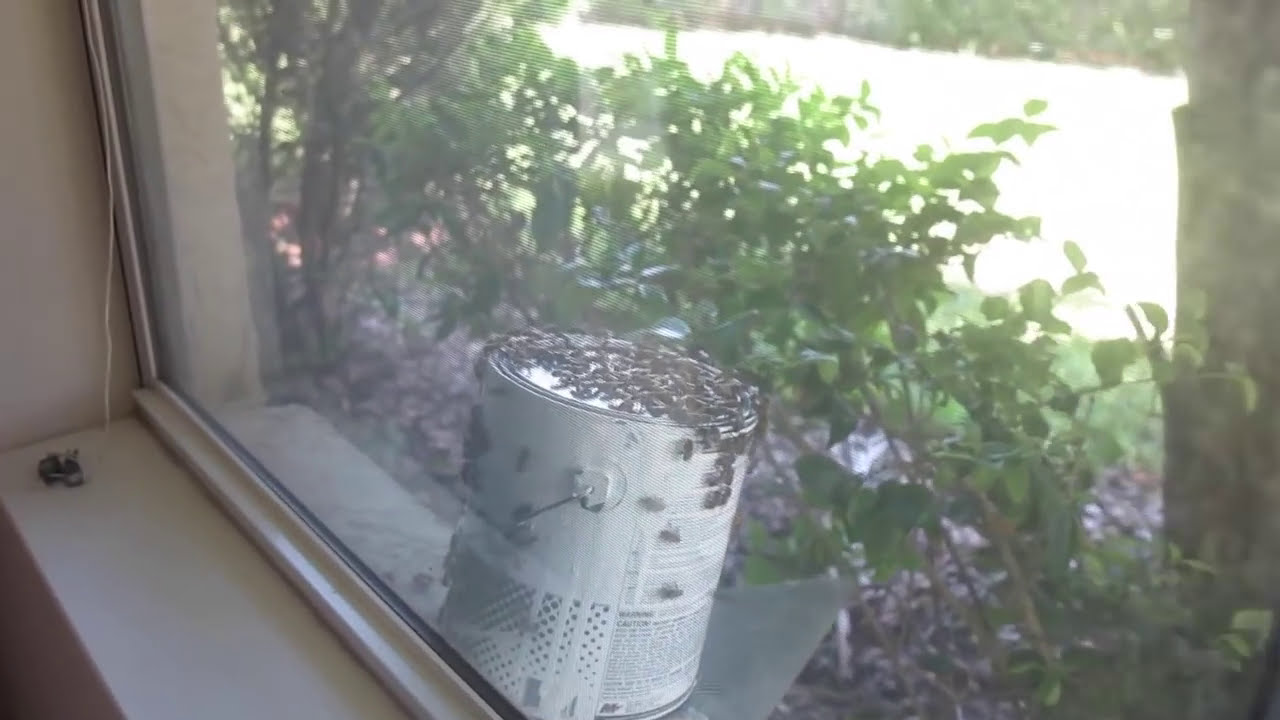 Bee infestation in my house!!! 🐝🐝🐝 - YouTube