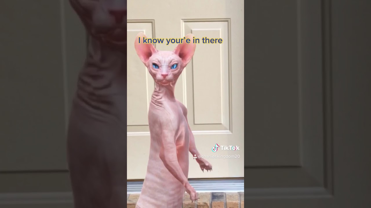 SCRAM CAT!!!! Music by:Dilly tha Dogg More Bounce 2 the Ounce - YouTube