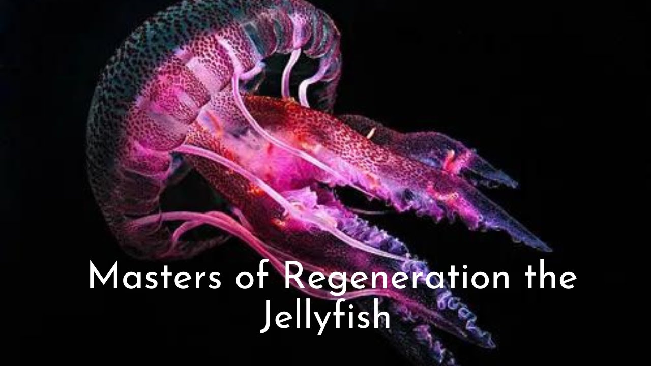 Jellyfish Masters of Regeneration - YouTube