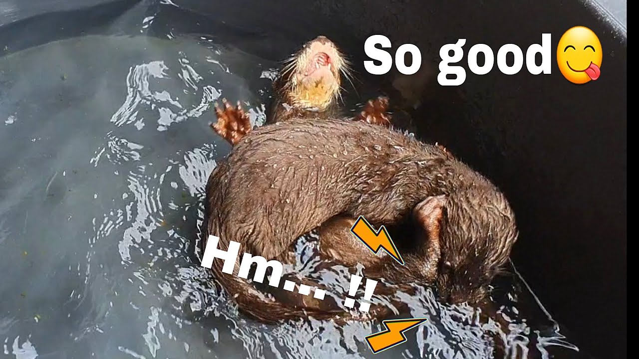 Bathing animals, my pet enjoys playing in the water - YouTube