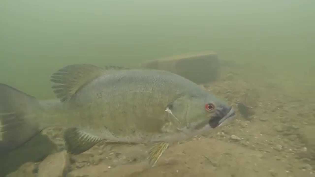 Smallmouth Bass On Nest - YouTube