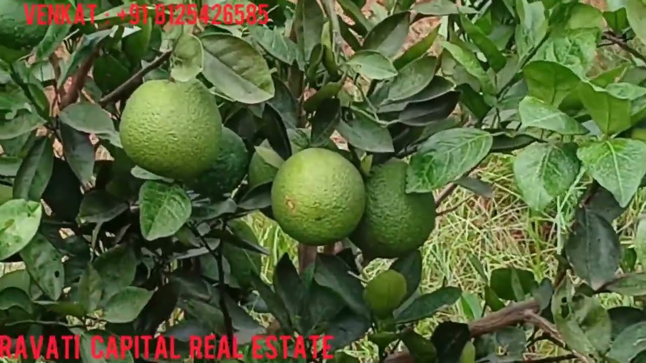 Amaravati capital Bellamkonda 12 acres battayi thota 19 lakhs per acre ...