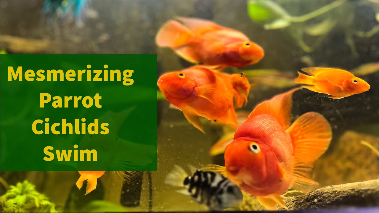 Parrot Cichlids Swimming in their Vibrant Aquarium w/ Music - YouTube
