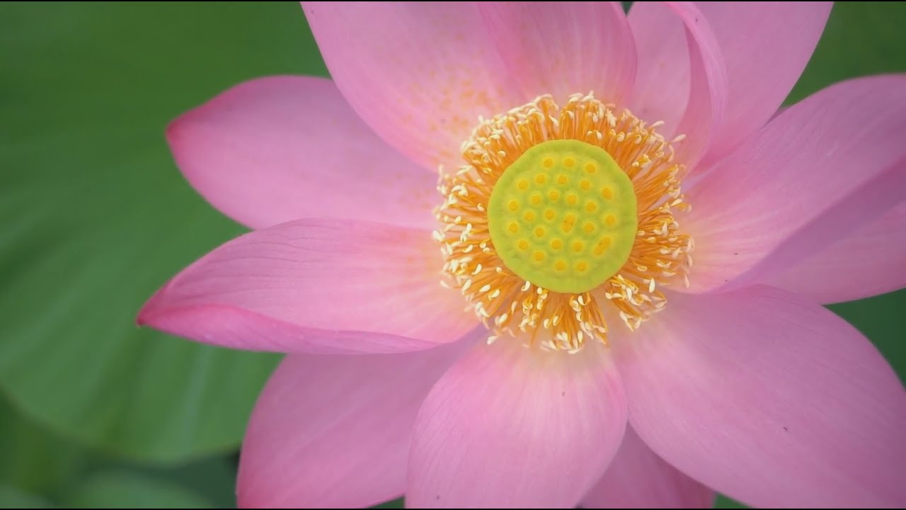 Lotus Beauty: A mesmerizing display of nature's artistry - YouTube