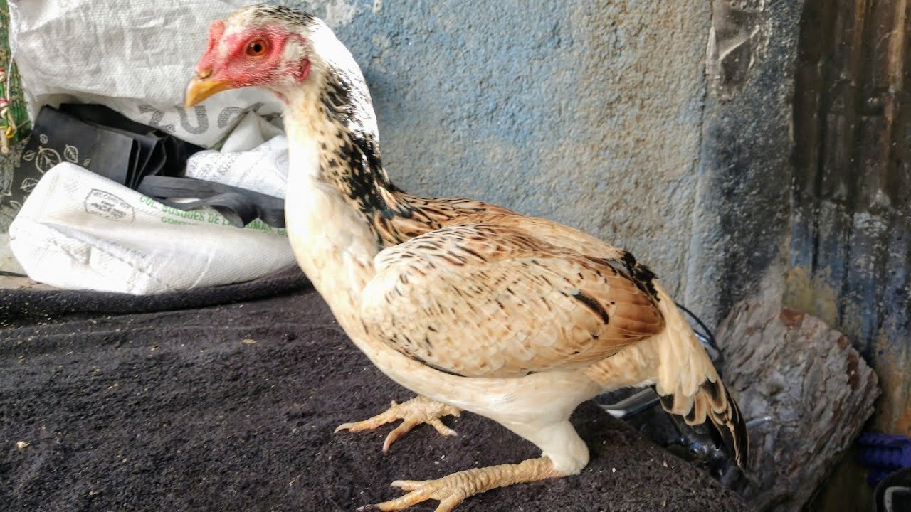 Gallinas 1/4 De Redonda - YouTube