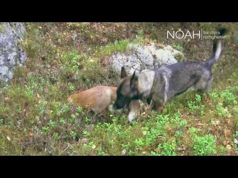 Reven og Hunden / The Fox and the Dog (Norwegian/English-version)