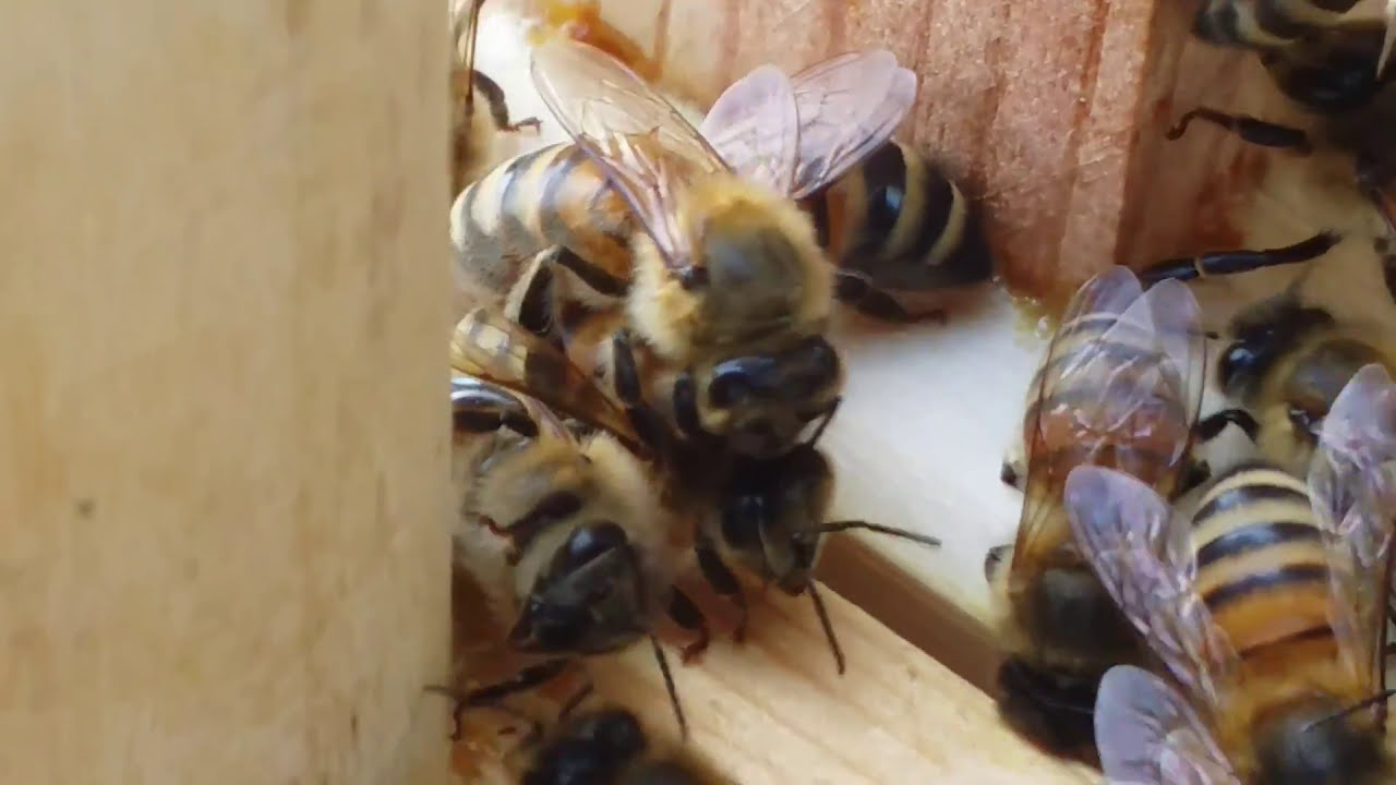 Honey Bee hygienic behavior - Bees Grooming bees! - YouTube