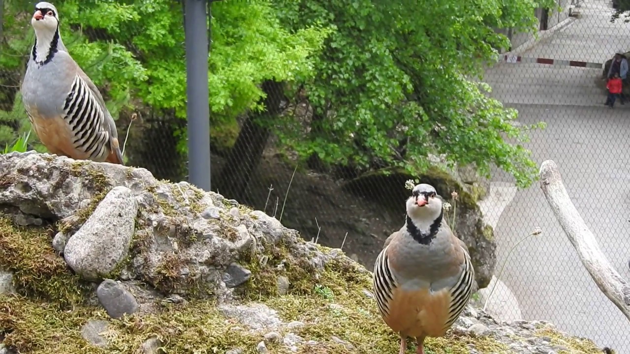 近くに来てくれたハイイロイワシャコの亜種 Alpine rock partridge 2018 0505 - YouTube