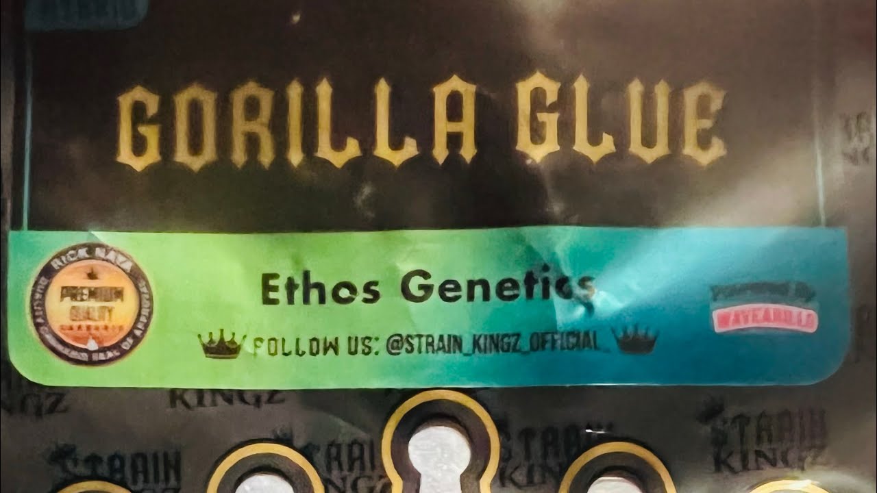 Strain Review Gorilla Glue From Strain Kings Strain After Strain strain-review-gorilla-glue-from-strain-kings-strain-after-strain