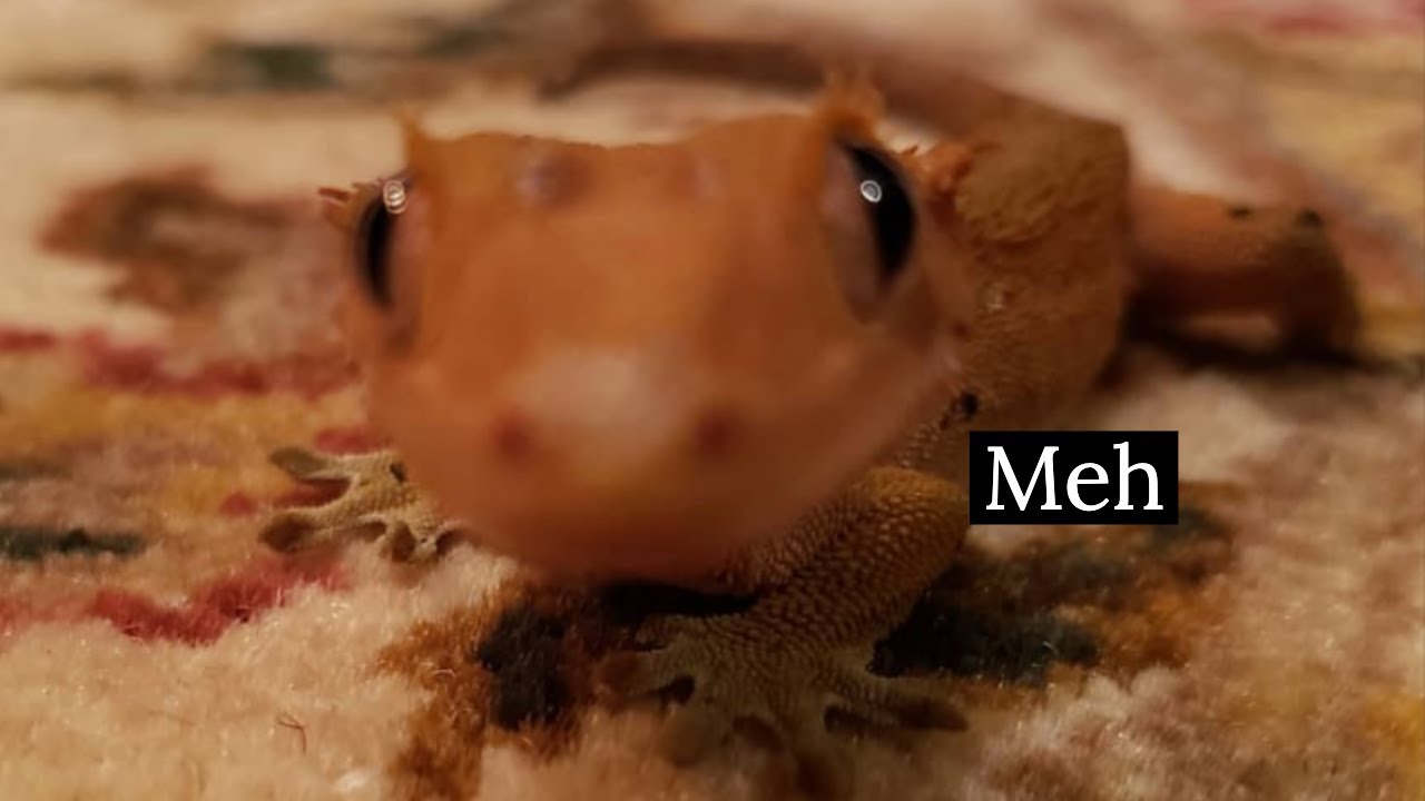 Geckos being Derpy - YouTube