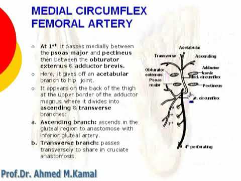 059 medial circumflex femoral artery | lower limb | anatomy by dr ahmed ...