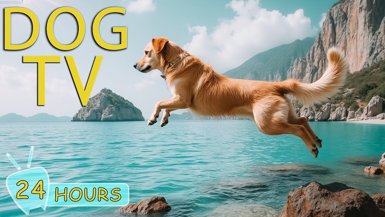 DOG TV: Video Endless Entertain for Dogs to Watch Help Anti-Anxiety ...