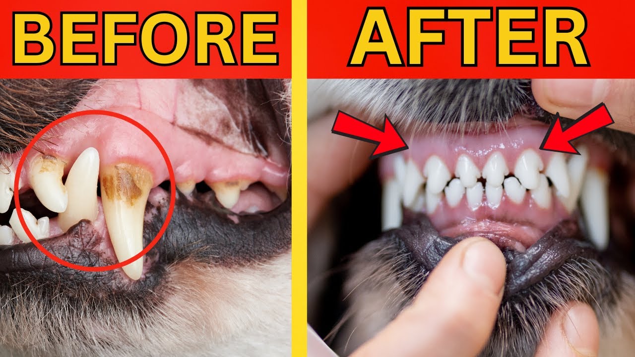 Dog Dental Care at Home: Nutritionist's Tips to Prevent Tooth Decay ...