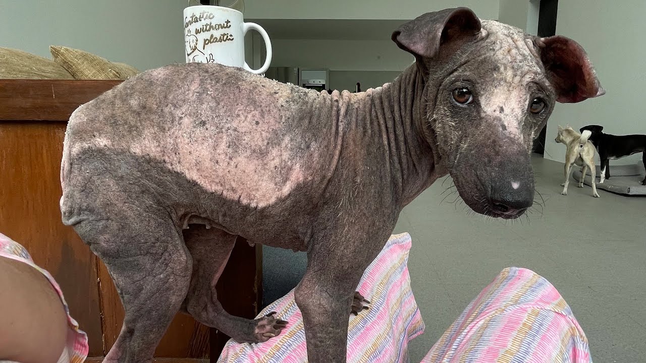 Hairless Dog Transforms Into a Dramatic Pet | The Koala - YouTube