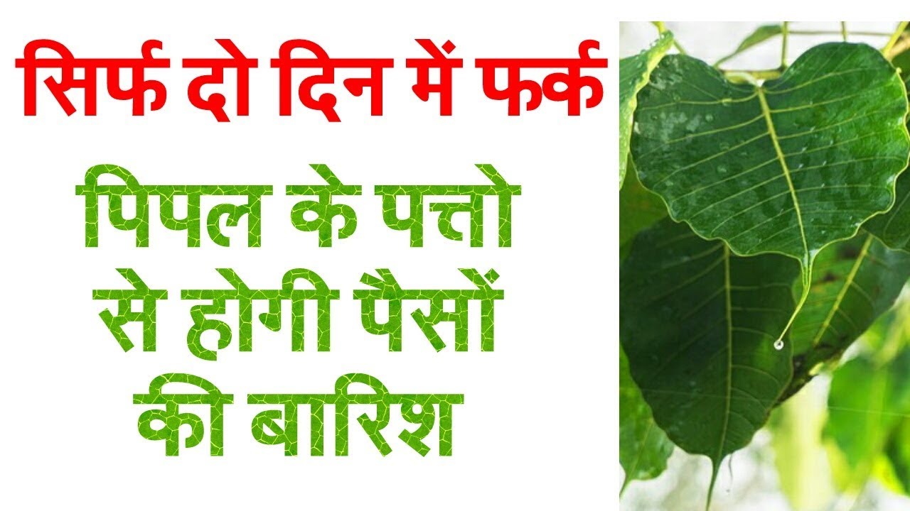 Pipal Ke Upay. पीपल के पत्ते का चमत्कारी उपाय। - YouTube