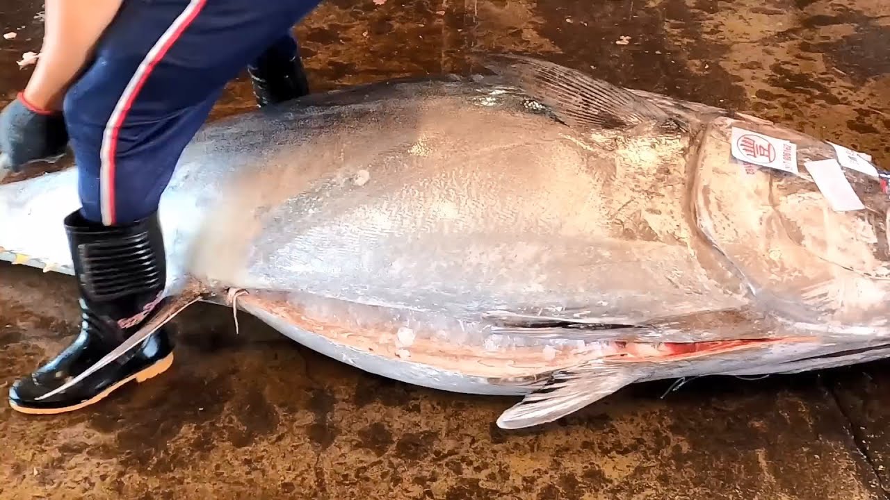 Over 400 kg Bluefin Tuna Superb and Fabulous Cutting Skills - YouTube