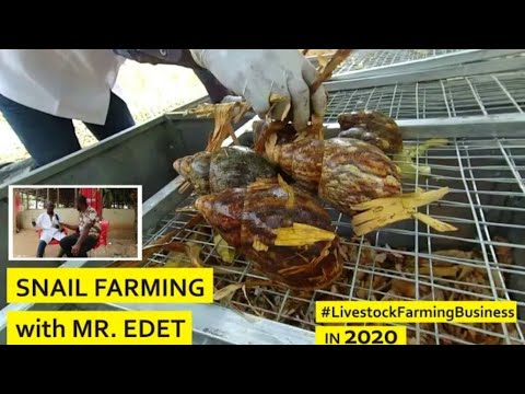 How to start snail farming in Ghana, start with 100 snail and gain ...