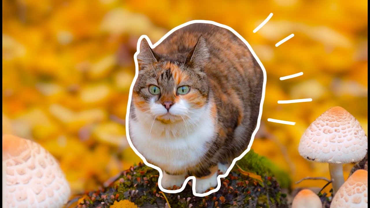 Fall Kitty Zoomies - YouTube
