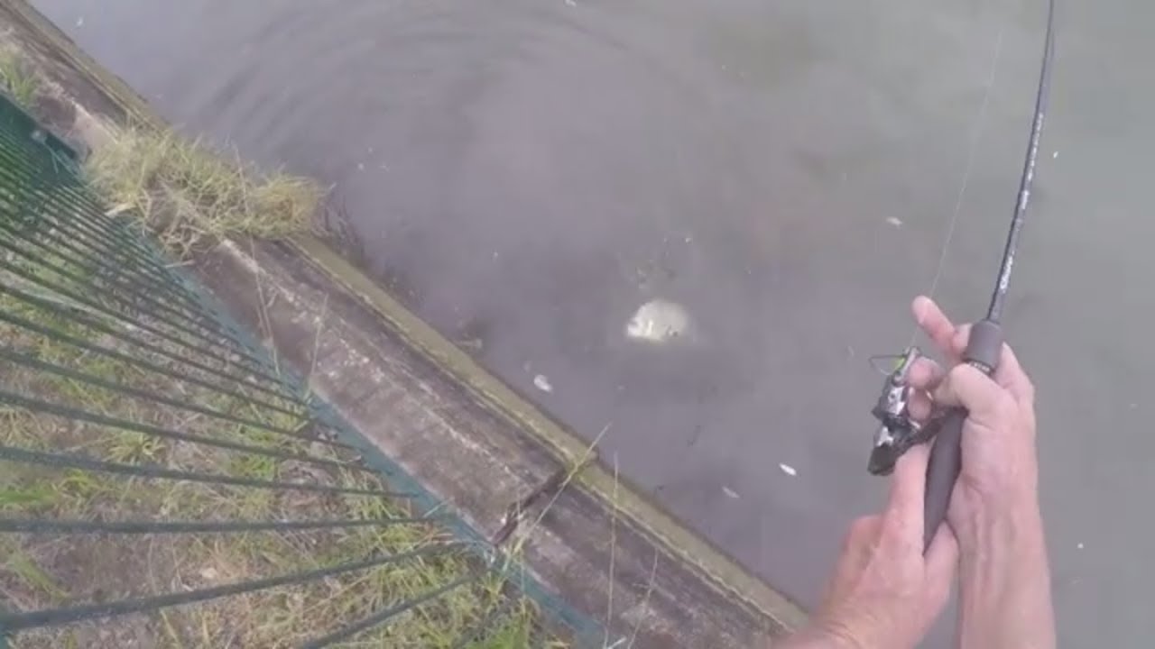 BIG BREAM FEEDING in THE CANALS up STORM WATER PIPES UNDER OUR FEET ...