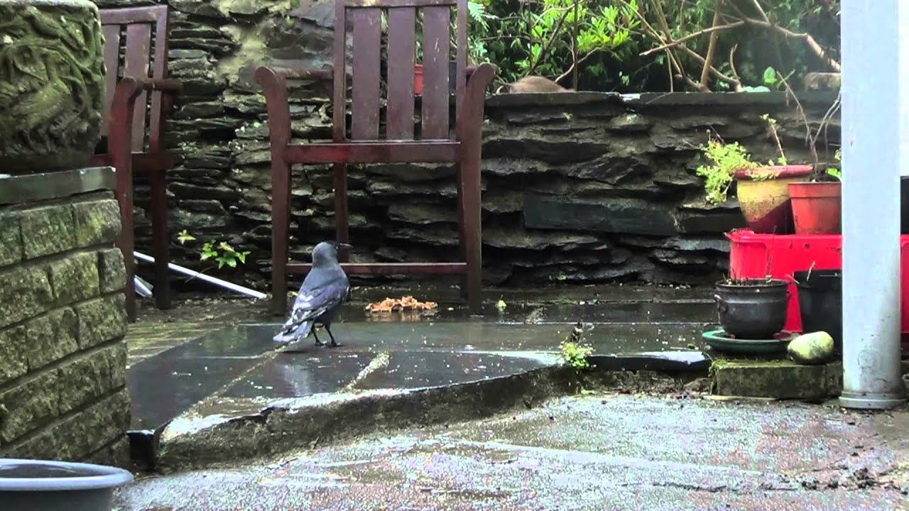 The Ravens and the Rat - YouTube