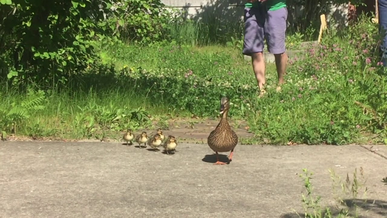 Glover Ducks 2018 - YouTube