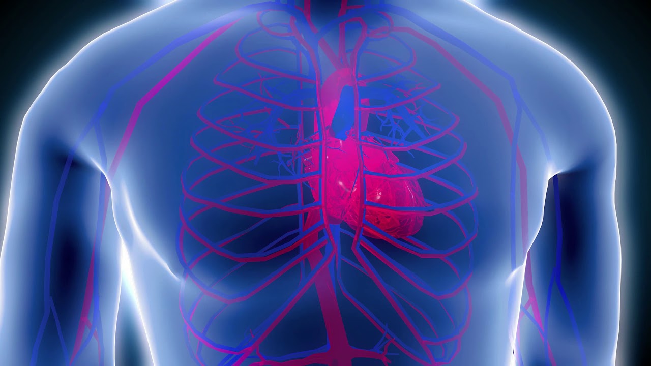 Human Heart Beating - YouTube