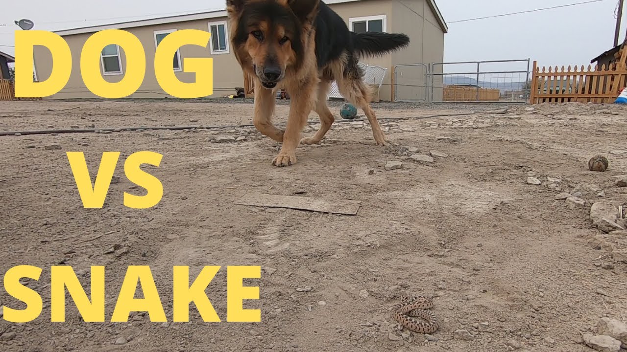 snake vs dog: snake strikes: smart german shepherd - YouTube