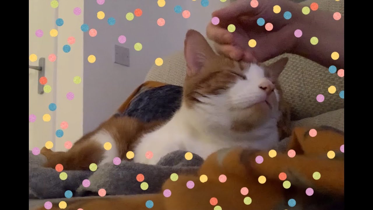 Cat Chilling Out - Sunday Vibes - Sweet Dreams Oscar - YouTube