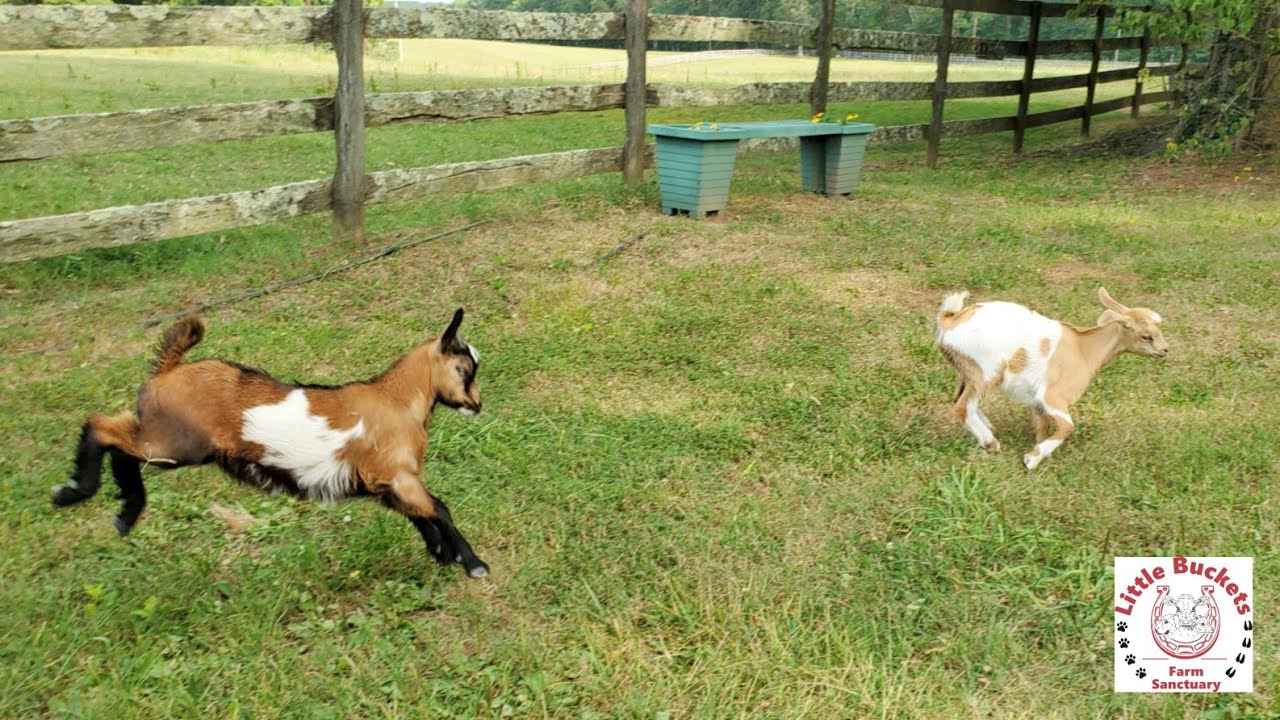 Tater & Tot, our baby goats, are celebrating their two month birthday ...