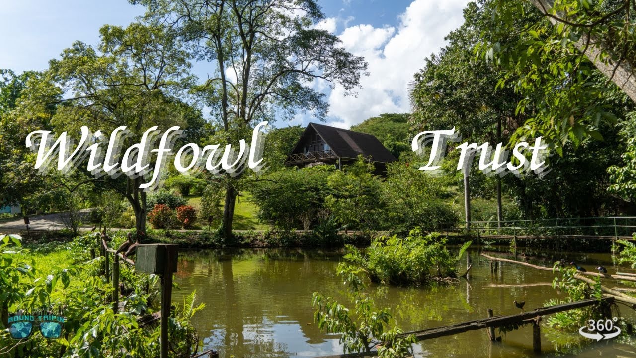 Pointe-a-Pierre Wildfowl Trust, Trinidad & Tobago - 360 VR Virtual ...