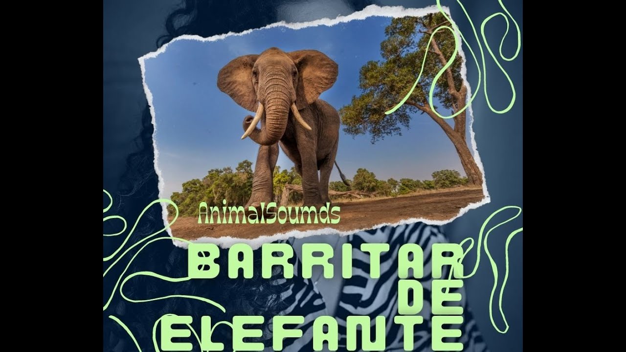 SONIDO DE ELEFANTE (BARRITAR) - YouTube
