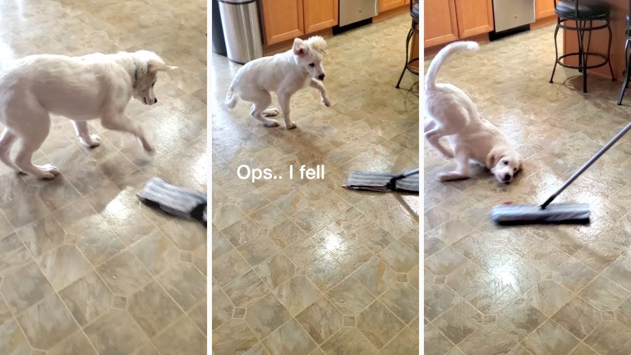 Who's Wining? Casper's First Fight with A Sweeper - YouTube
