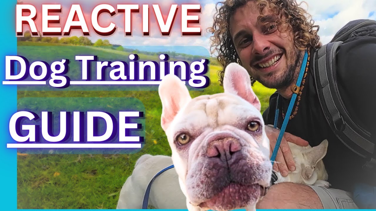 Beginners Guide to Reactive Dog Training - End Result with Hank - YouTube