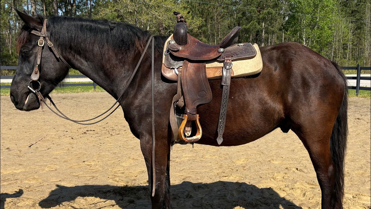 Black draft cross riding - YouTube