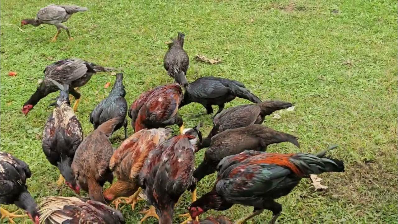 MUS PUB KUV TUS THAUB COV QAIB THAIB NAWB 10/4/2023 - YouTube