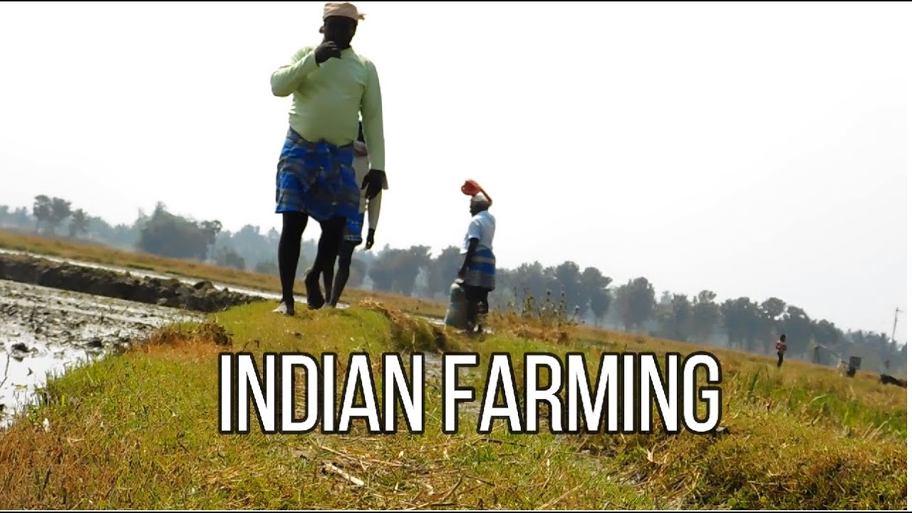 How rice is made in India?|Indian Farming Methods |Indian Farming ...