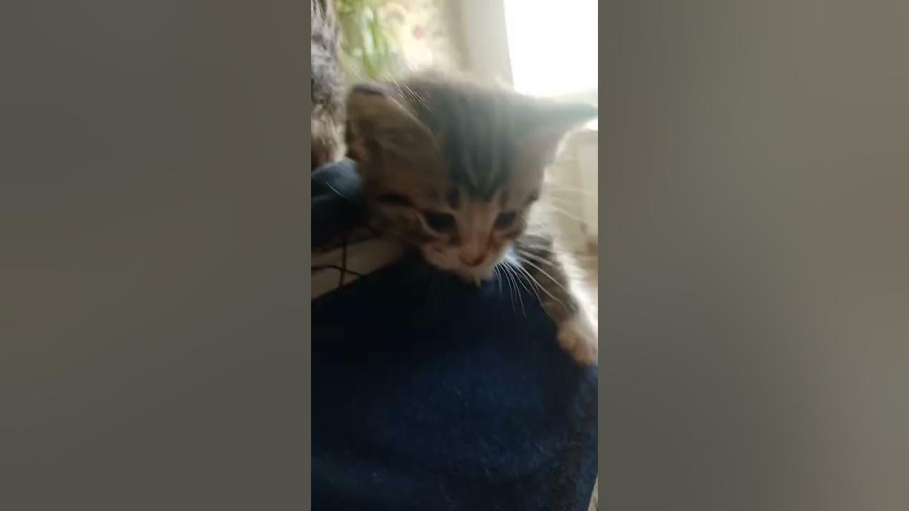 ( кисы - YouTube