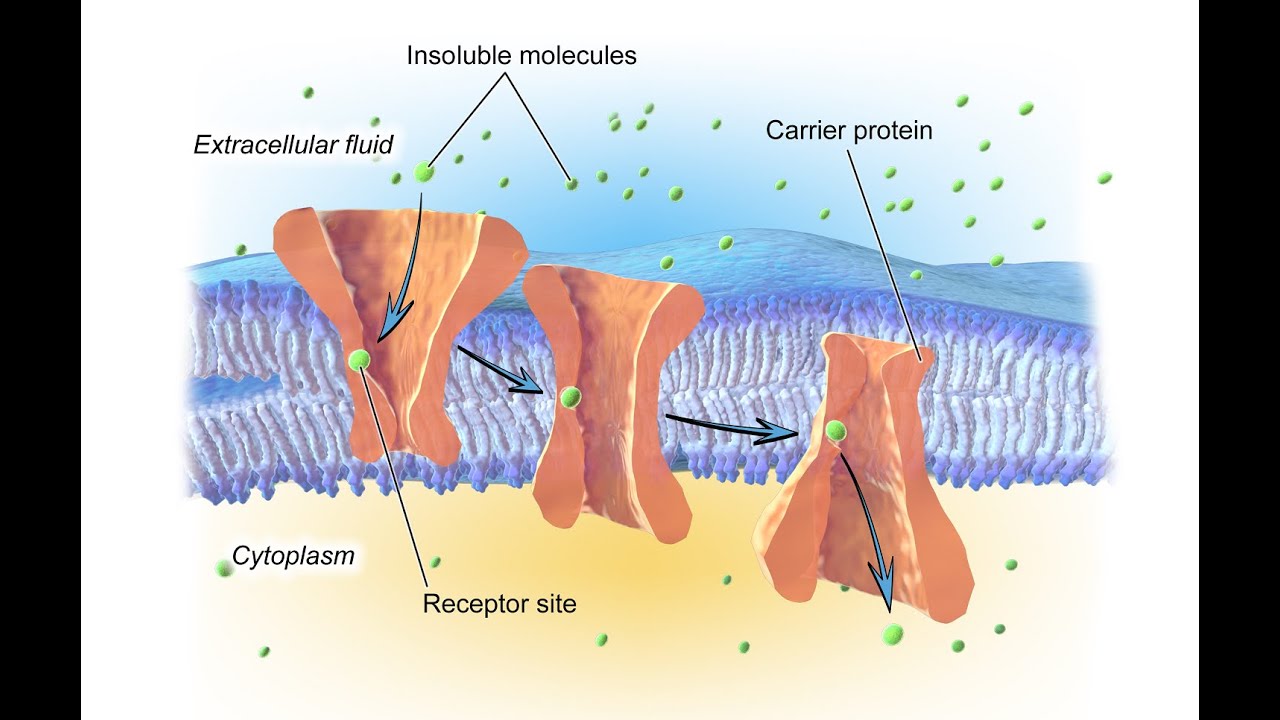 Facilitated diffusion - YouTube
