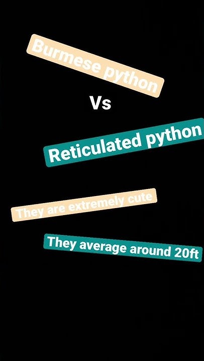 Burmese python vs reticulated python - YouTube