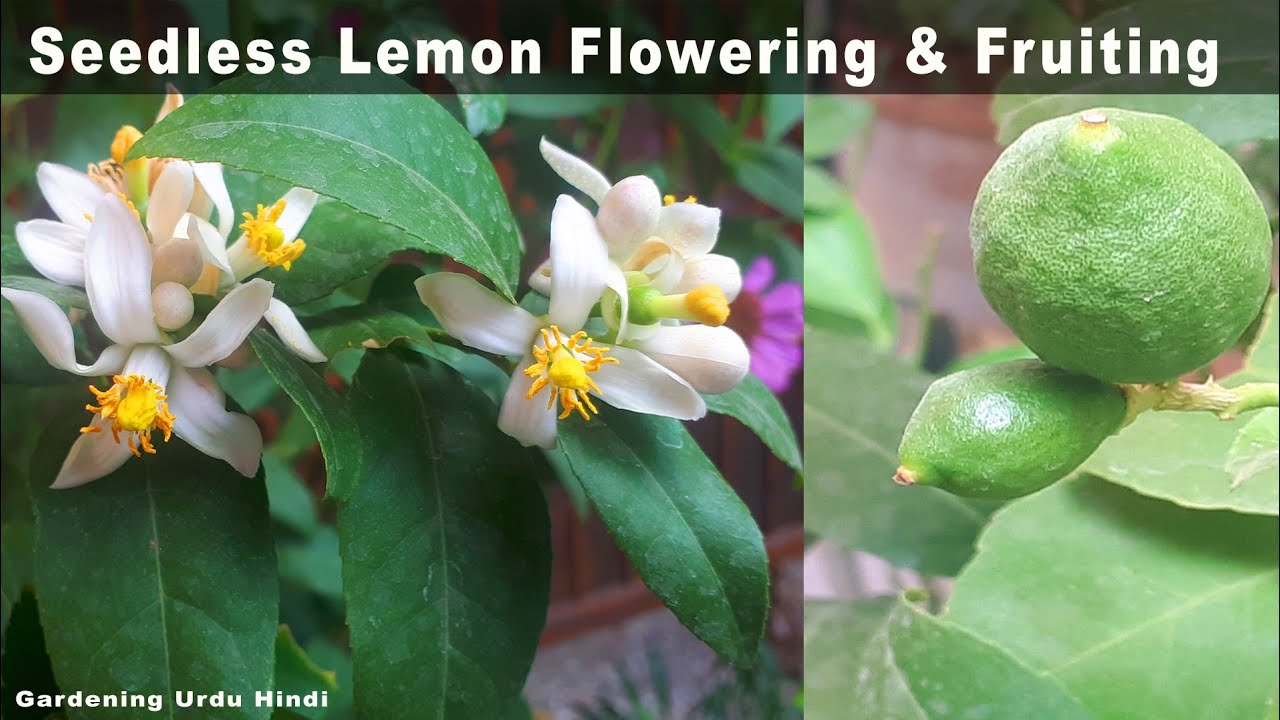 singhar seedless lemon | Lemon Flowering & Fruiting | Gardening Urdu ...