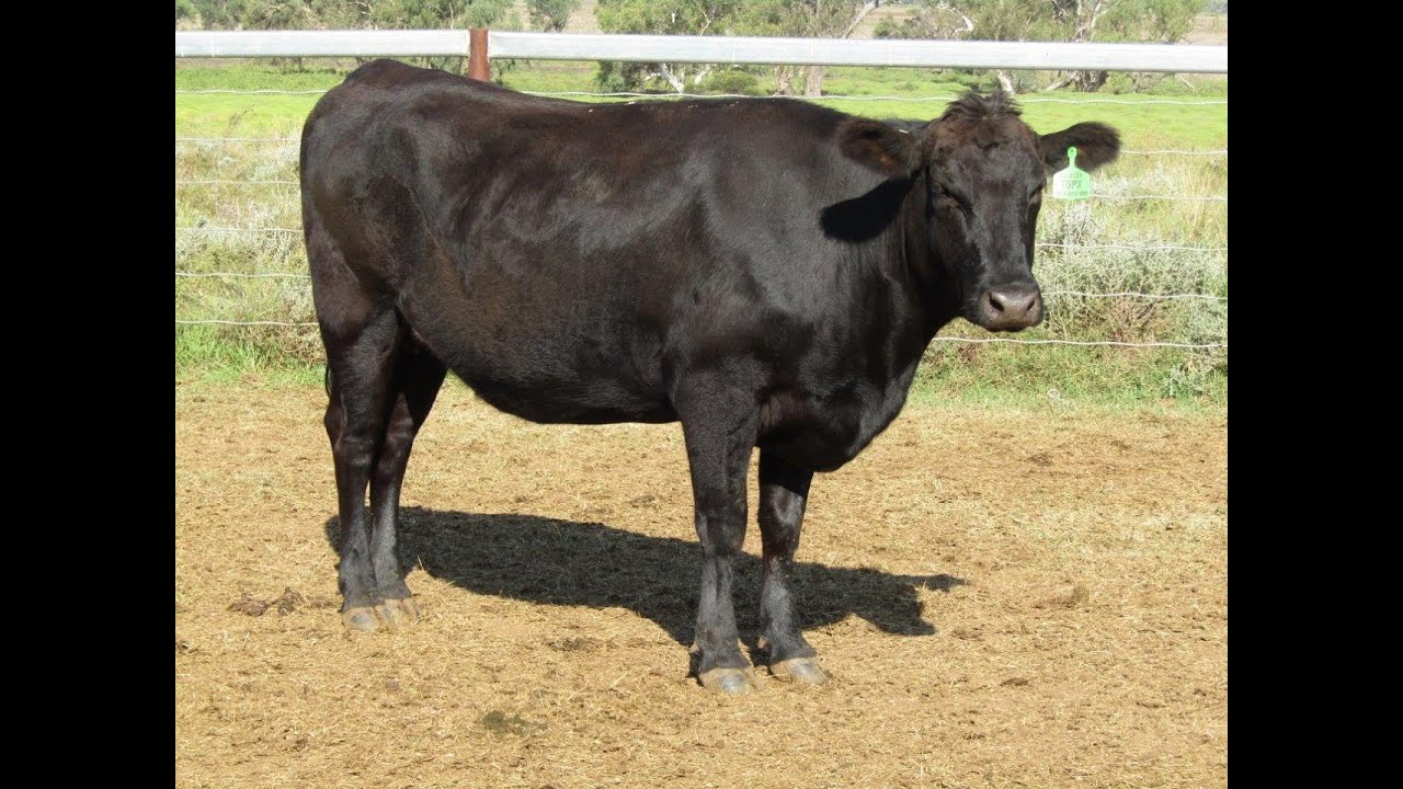 62 PTIC F1 & PB Wagyu Cows - YouTube