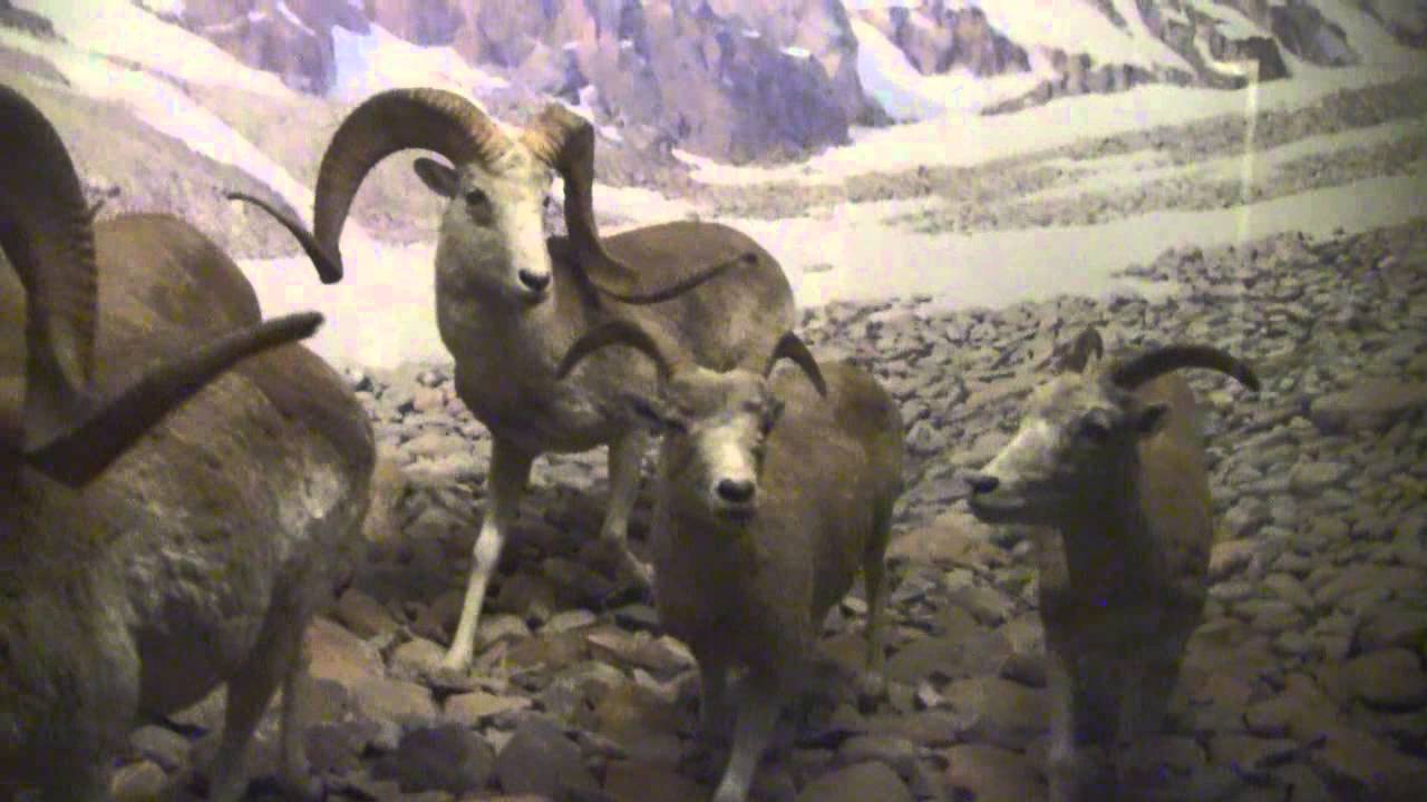 Argali Worlds Largest Sheep Exhibit - YouTube
